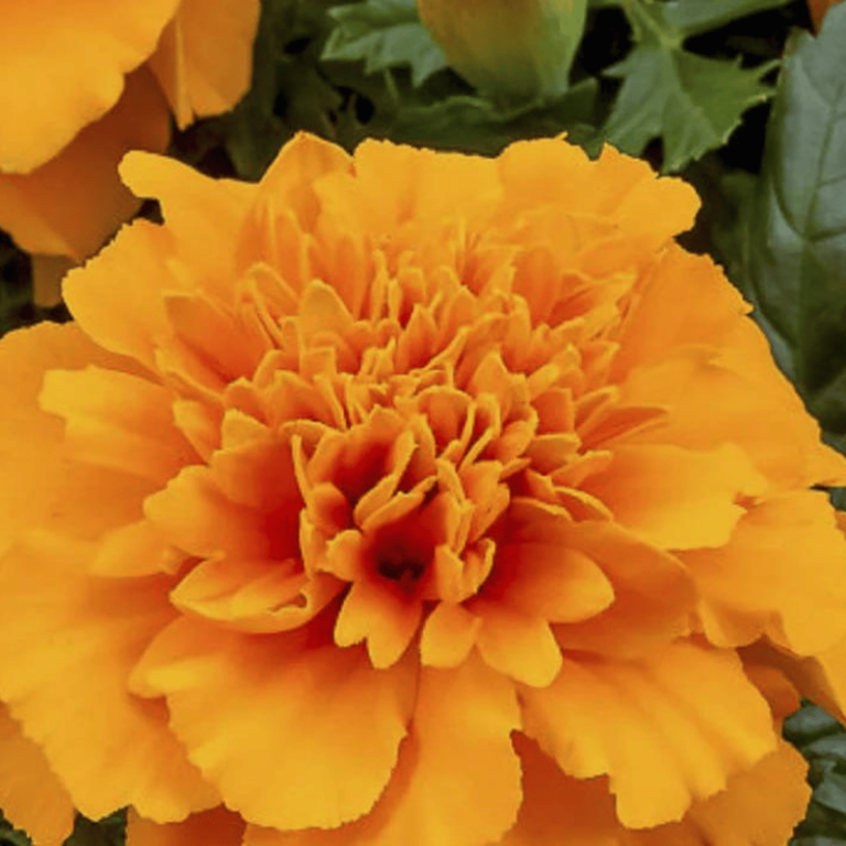 Gardennest NM-Marigold Double Dwarf Orange (F2) Seeds - Garden Nest